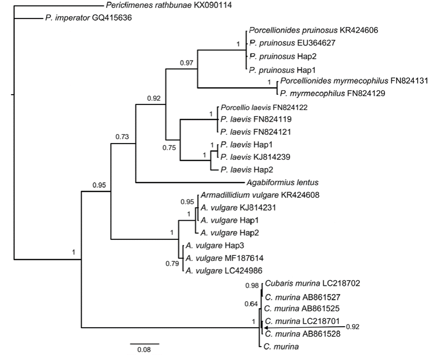New records of exotic species of Oniscidea (Crustacea: Isopoda) from ...