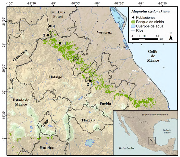Diferenciación morfológica poblacional de Magnolia rzedowskiana ...