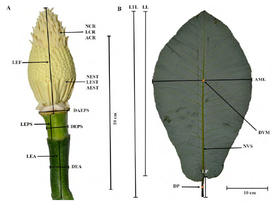Diferenciación morfológica poblacional de Magnolia rzedowskiana ...
