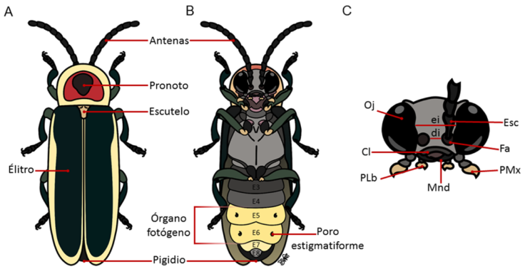 Luciérnagas del centro de México (Coleoptera: Lampyridae): descripción ...
