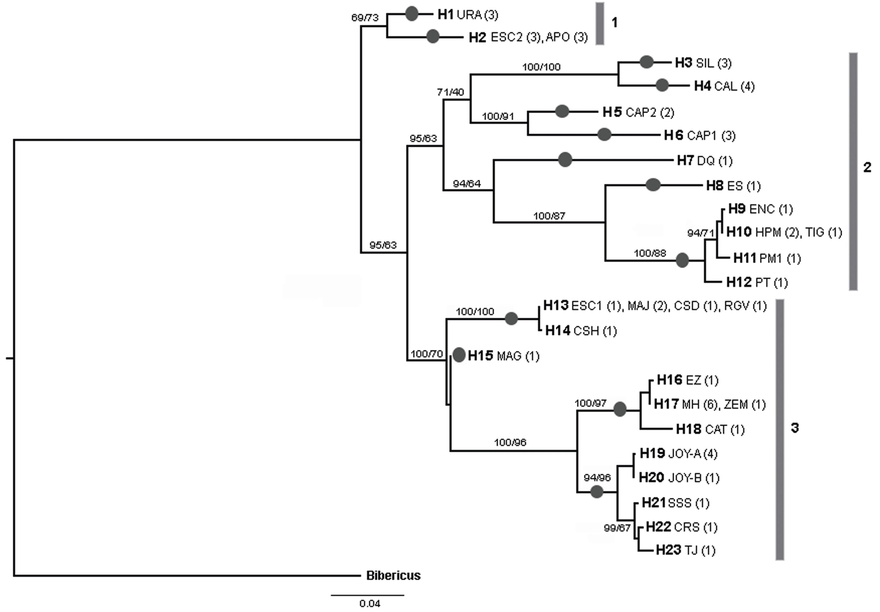 Cryptic species within the rotifer Lecane bulla (Rotifera: Monogononta ...