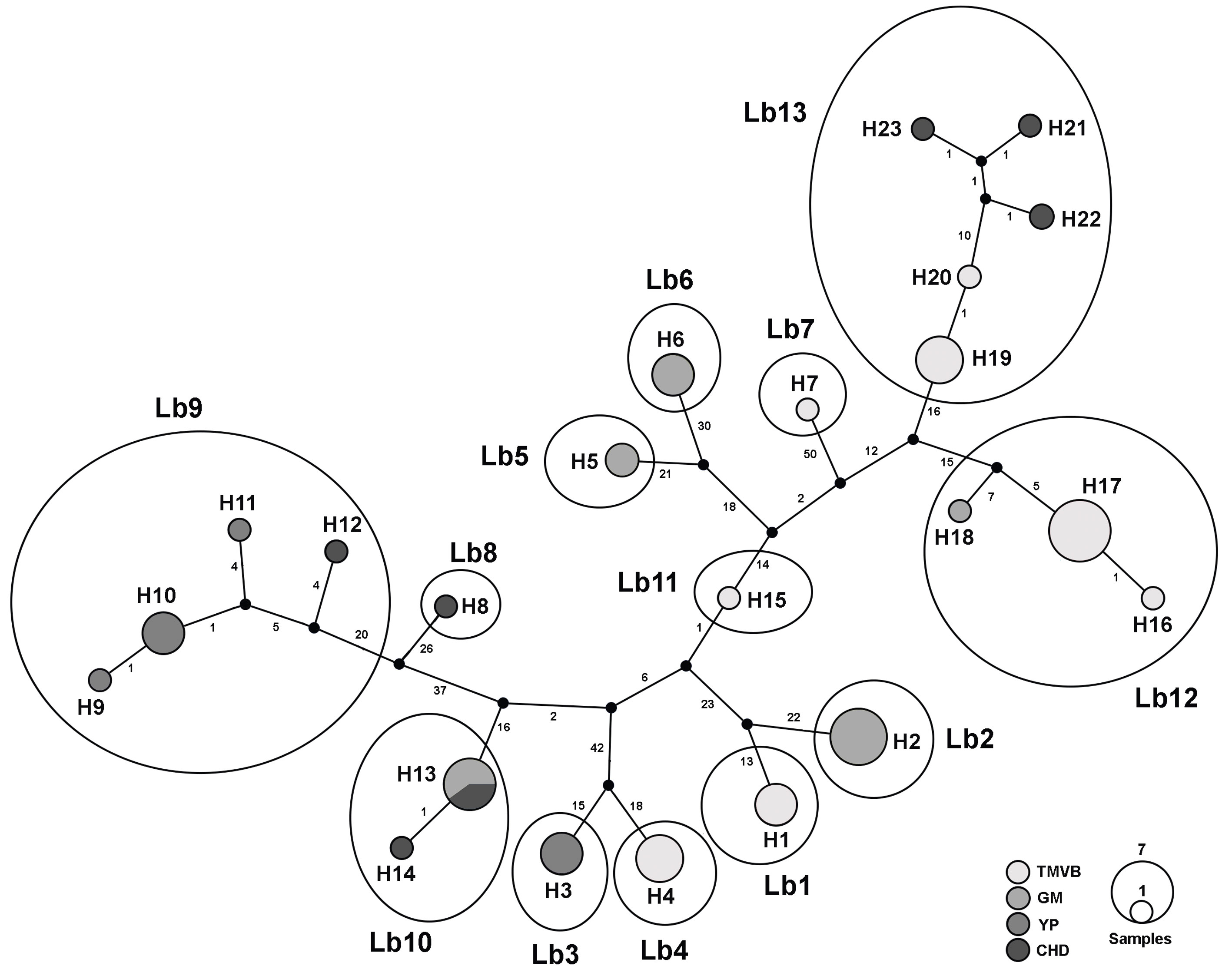 Cryptic species within the rotifer Lecane bulla (Rotifera: Monogononta ...