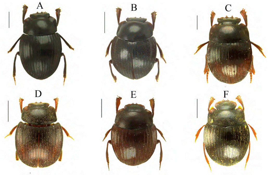 El género Cryptocanthon (Coleoptera: Scarabaeidae) en Colombia ...