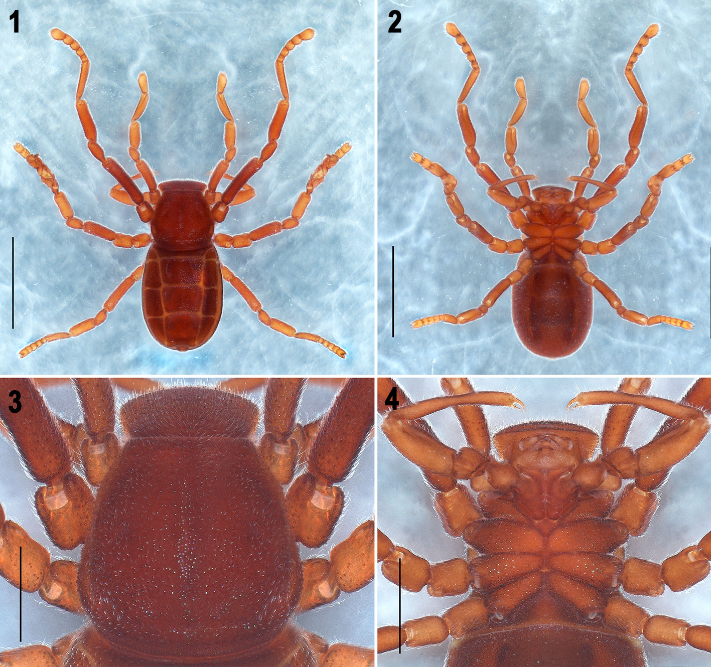 On the Mexican ricinuleids: a new species of the genus Pseudocellus ...