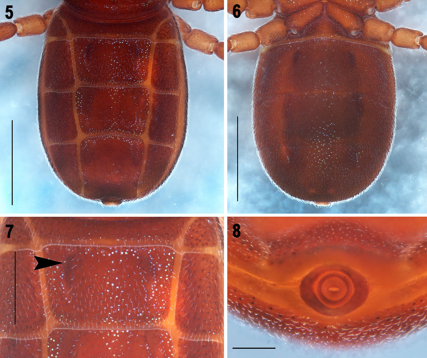 On the Mexican ricinuleids: a new species of the genus Pseudocellus ...