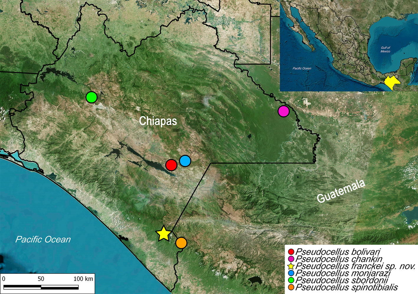 On the Mexican ricinuleids: a new species of the genus Pseudocellus ...