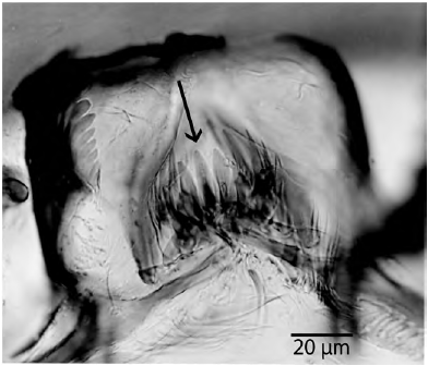 First record of the Pseudodiamesa branickii species-group (Diptera ...