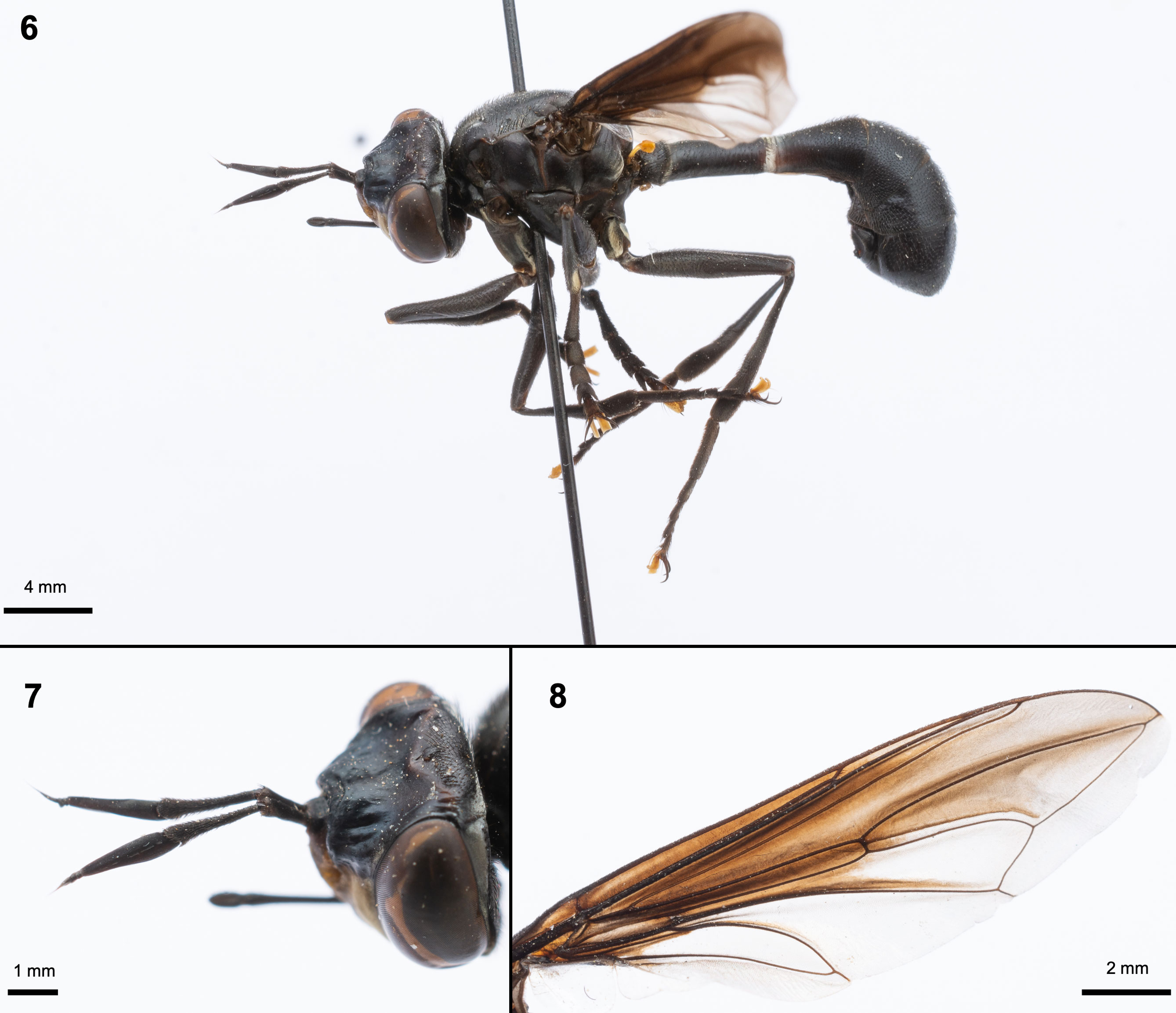 The species of the genus Physoconops (Diptera: Conopidae) from Chile ...