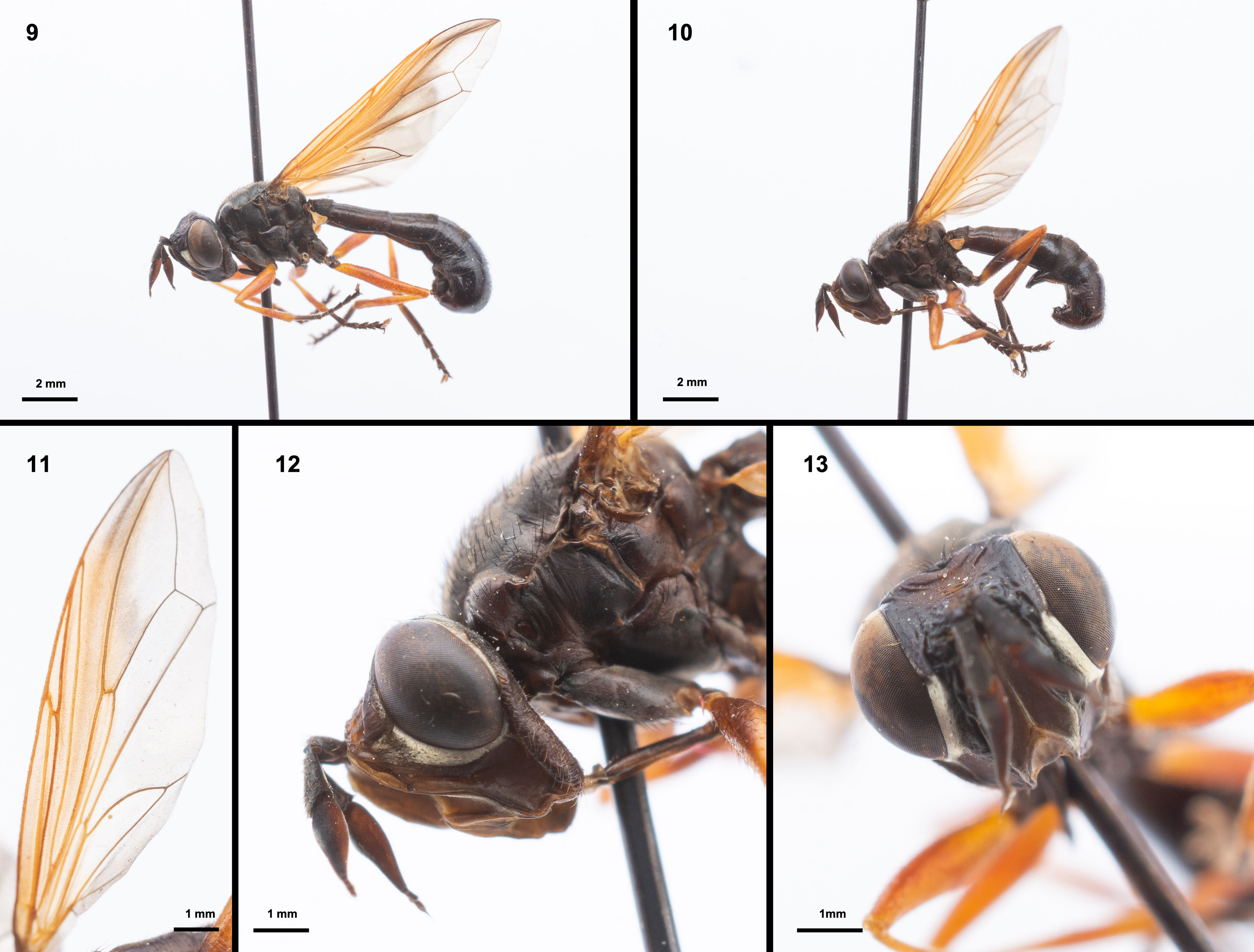 The species of the genus Physoconops (Diptera: Conopidae) from Chile ...