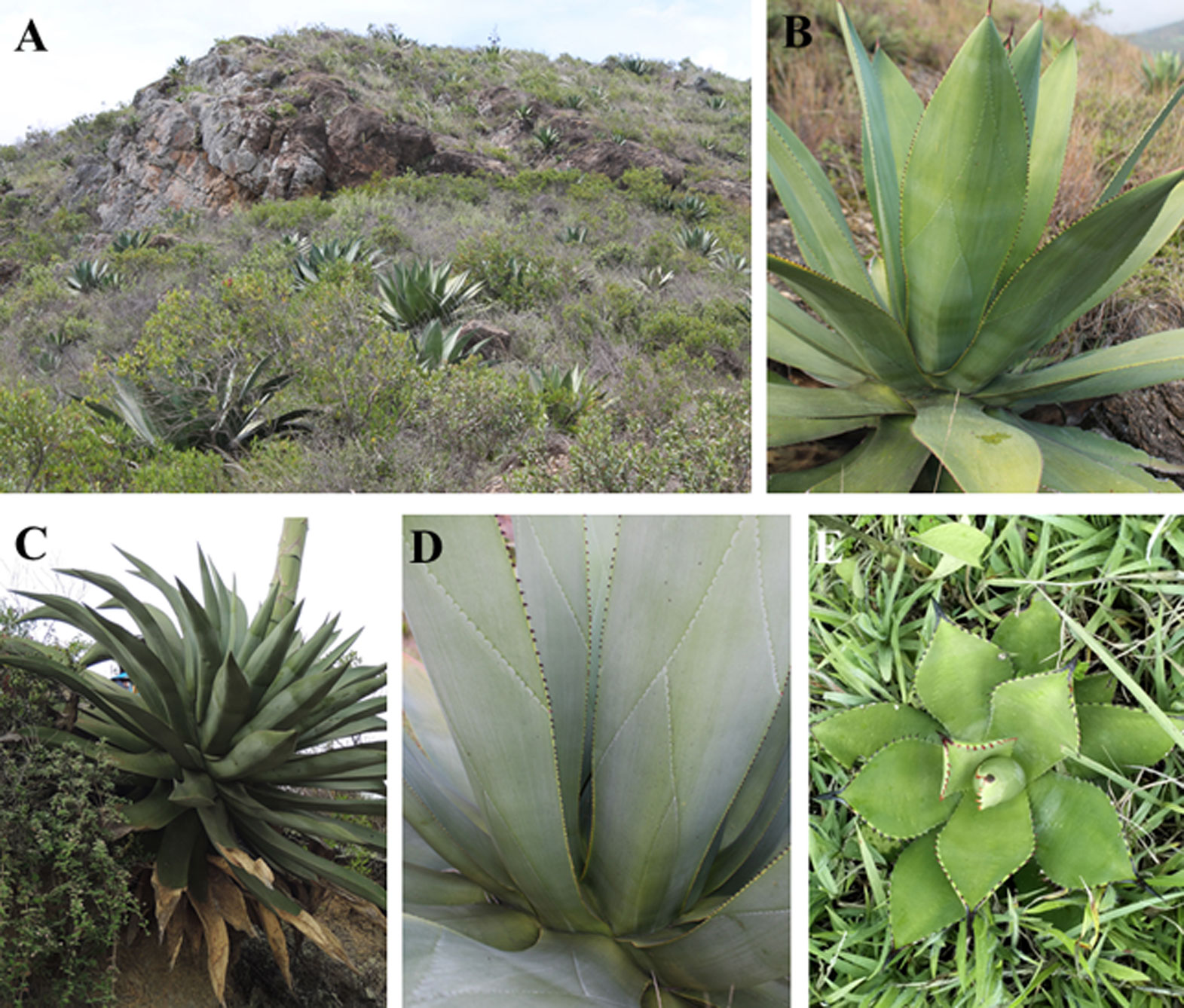 Una especie nueva de Agave (Asparagaceae: Agavoideae) de Colombia