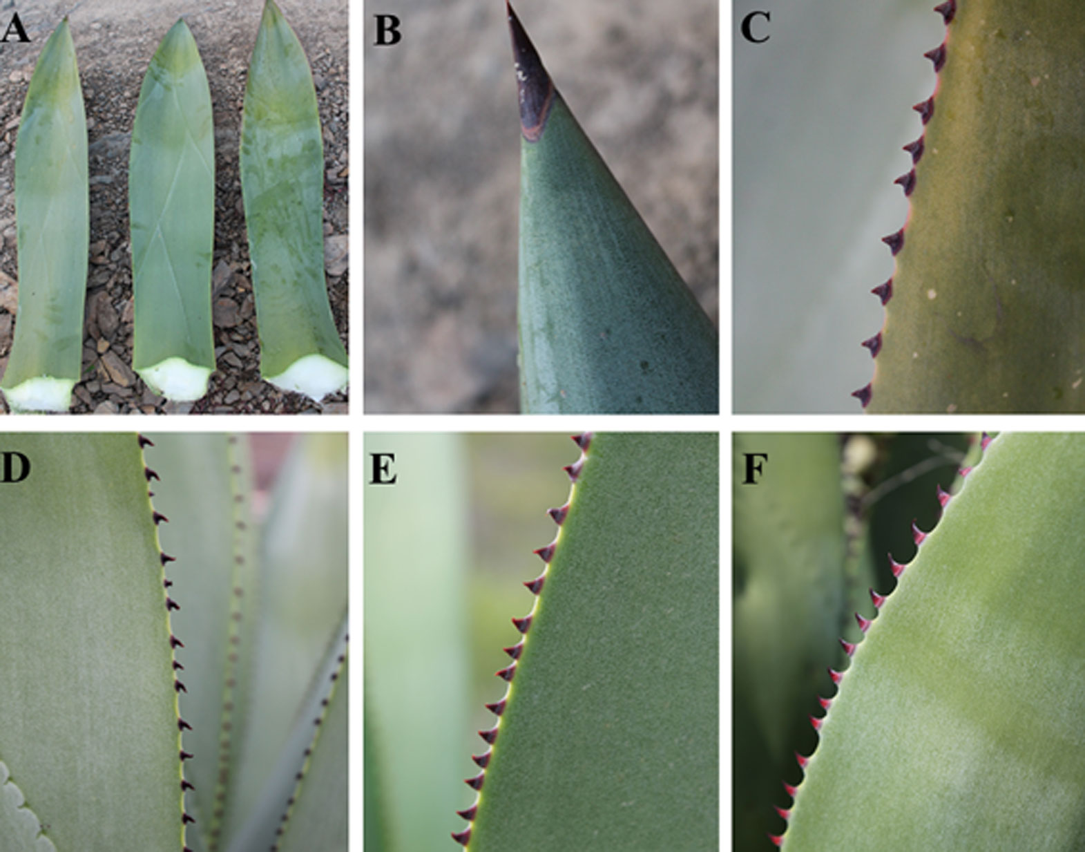 Una especie nueva de Agave (Asparagaceae: Agavoideae) de Colombia
