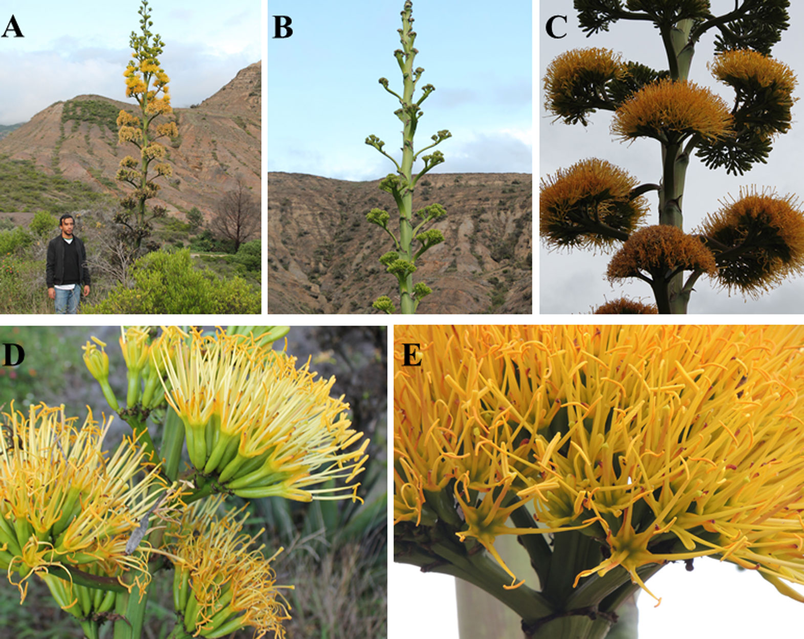 Una especie nueva de Agave (Asparagaceae: Agavoideae) de Colombia