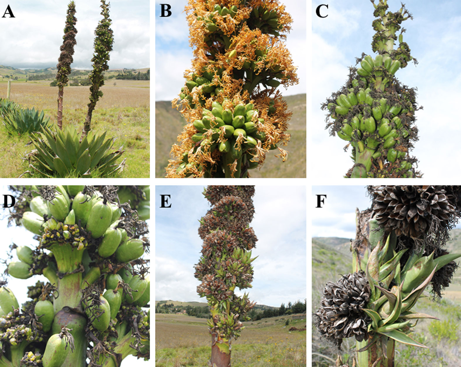 Una especie nueva de Agave (Asparagaceae: Agavoideae) de Colombia