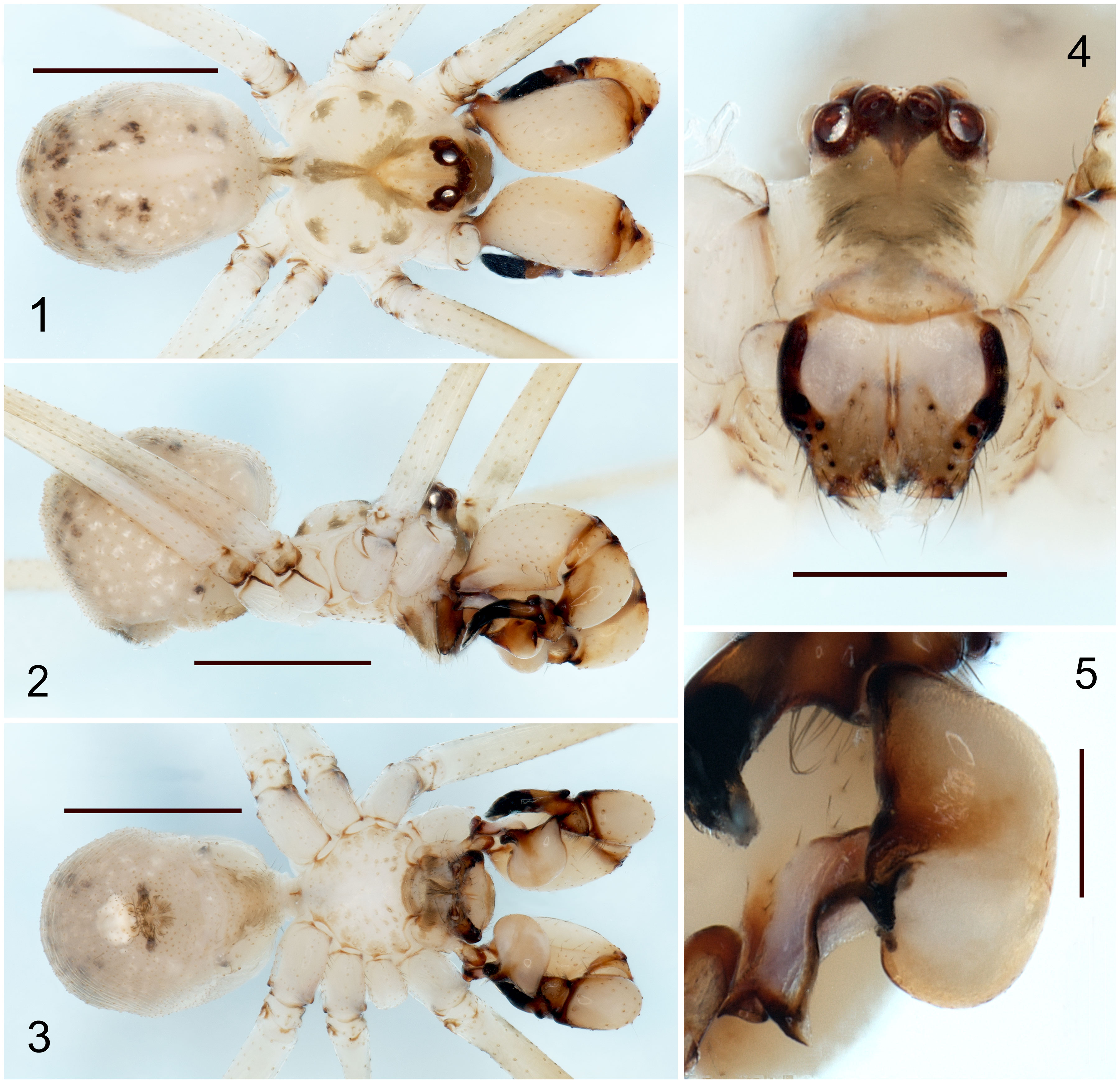 On the daddy long-legs spiders of the genus Physocyclus (Araneae ...