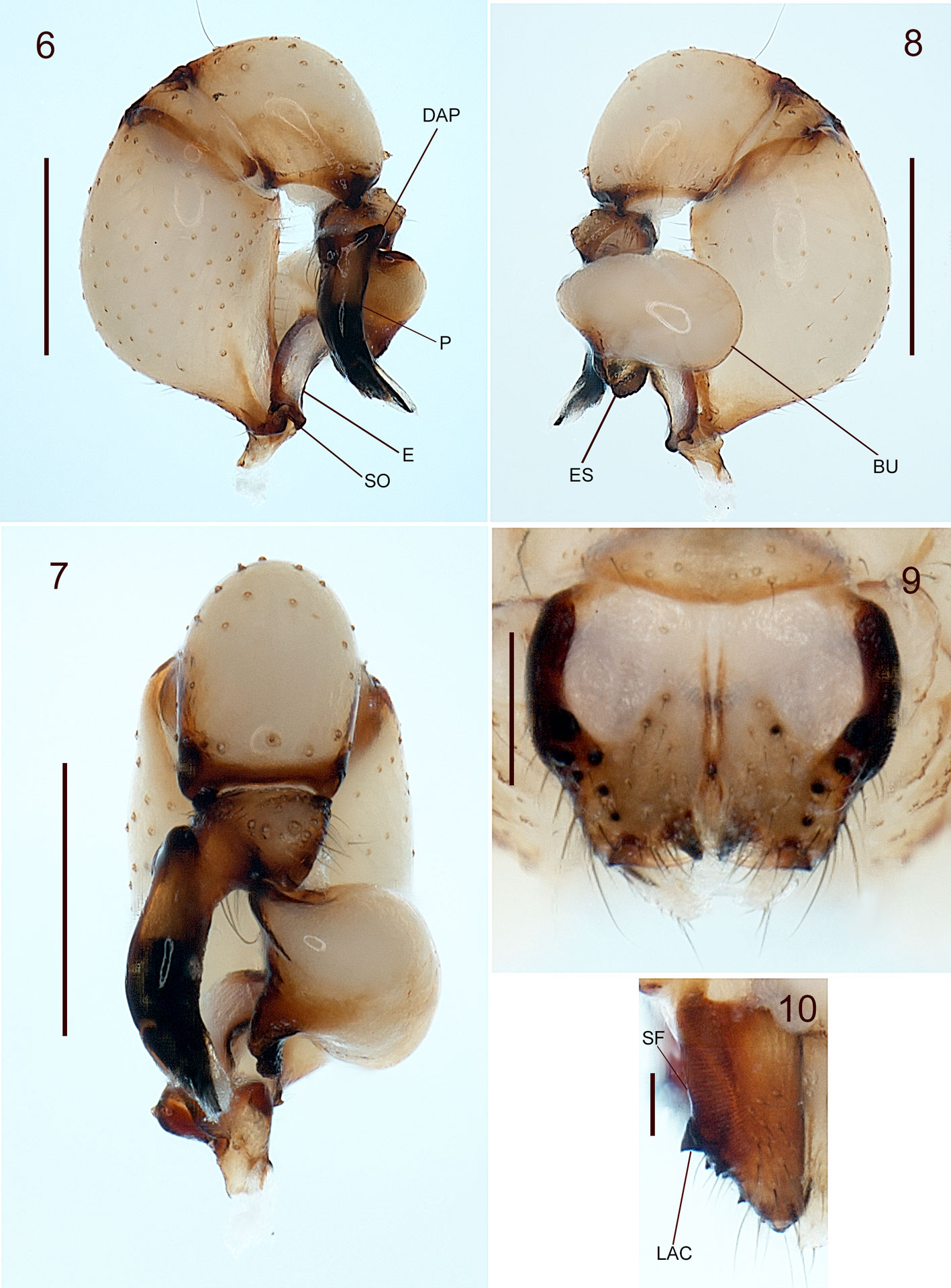 On the daddy long-legs spiders of the genus Physocyclus (Araneae ...