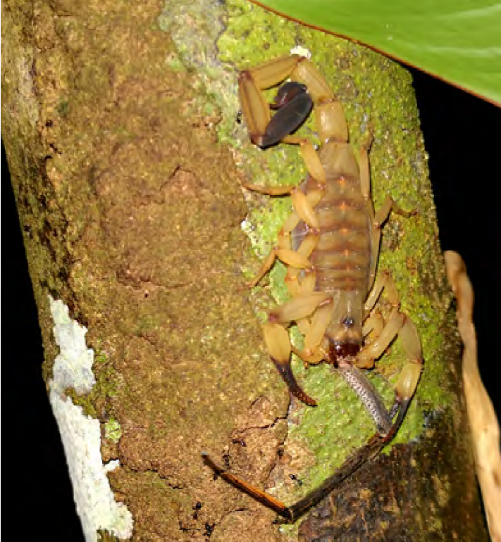 Ecological aspects of the interactions between Centruroides limbatus ...