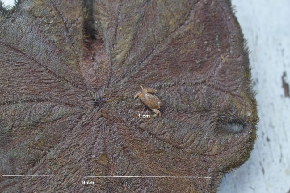 Aspectos poblacionales de Encope michelini (Clypeasteroida: Mellitidae ...