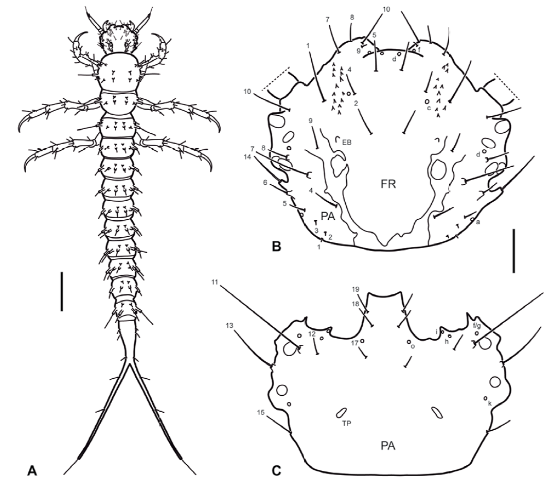 Morphology and chaetotaxy of Neotropical Haliplus larvae (Coleoptera ...