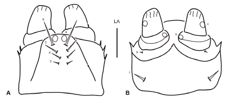 Morphology and chaetotaxy of Neotropical Haliplus larvae (Coleoptera ...