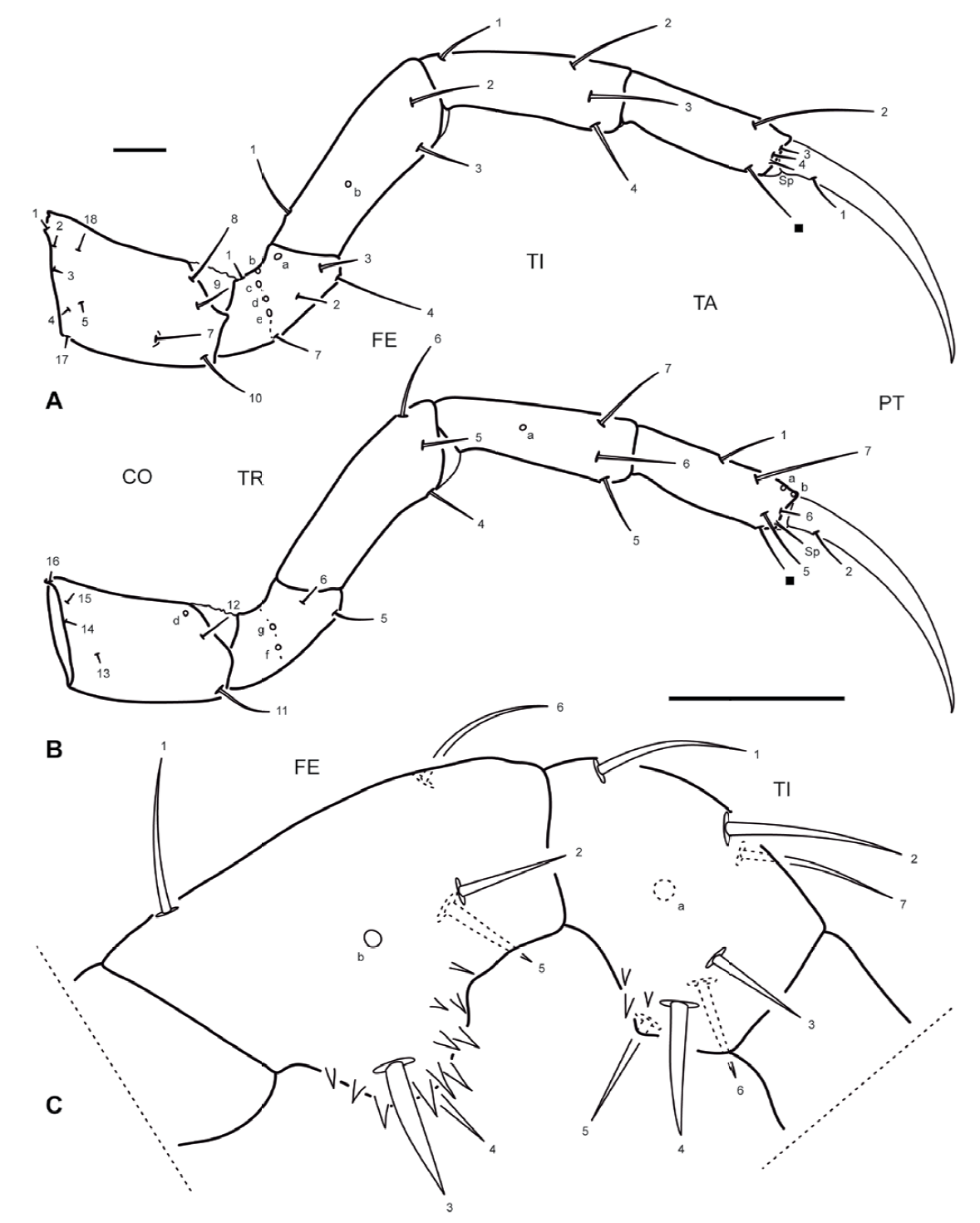 Morphology and chaetotaxy of Neotropical Haliplus larvae (Coleoptera ...