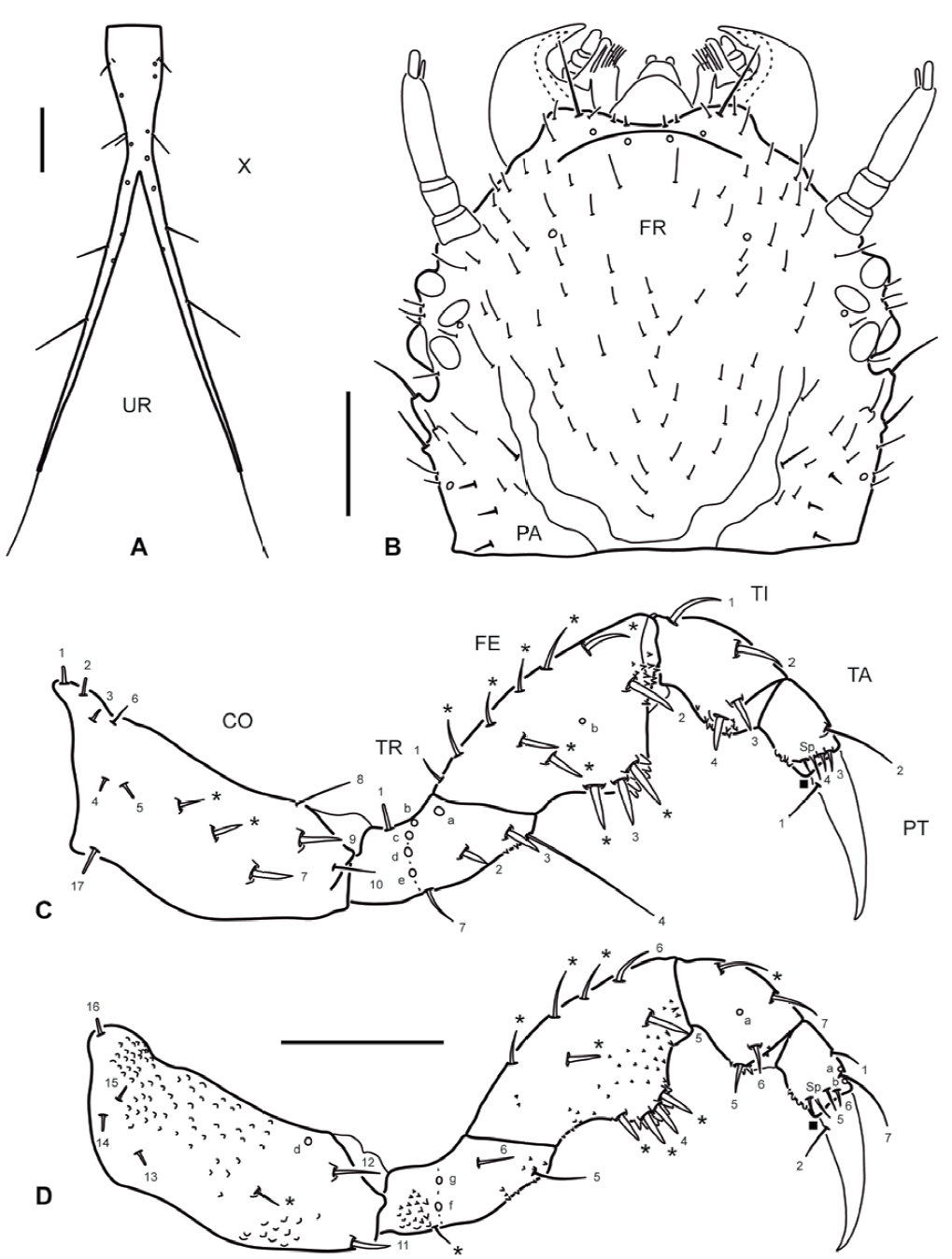 Morphology and chaetotaxy of Neotropical Haliplus larvae (Coleoptera ...