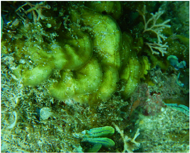 New records of the genus Lobophora (Dictyotales: Phaeophyceae) for the ...