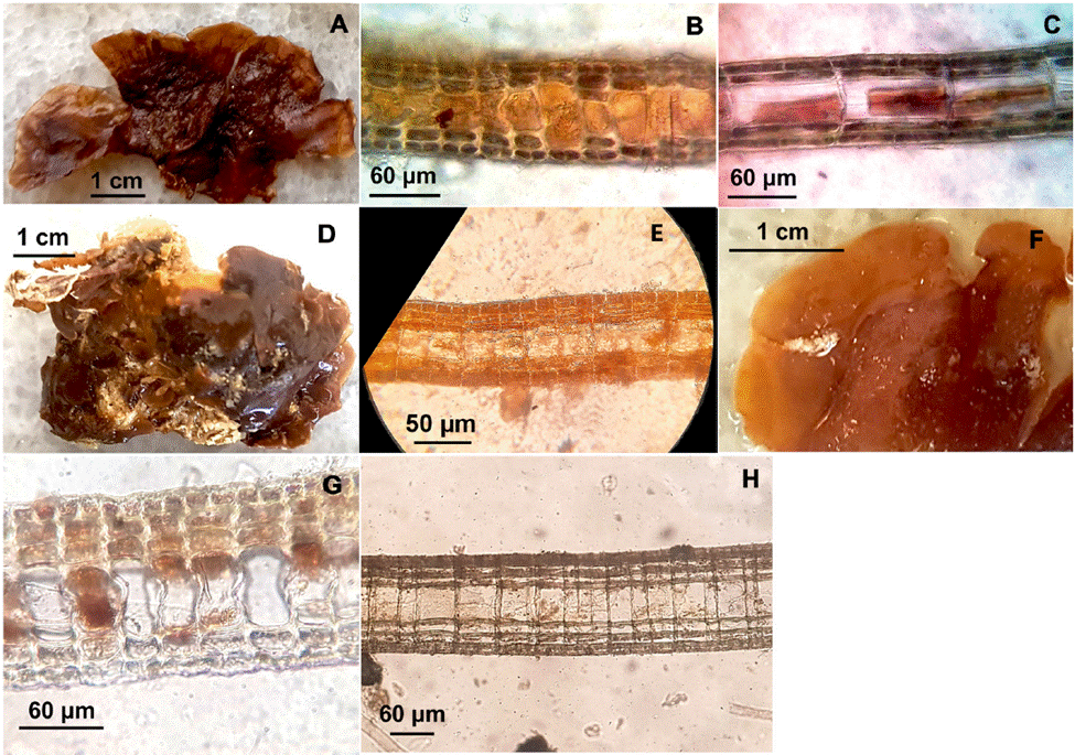 New records of the genus Lobophora (Dictyotales: Phaeophyceae) for the ...