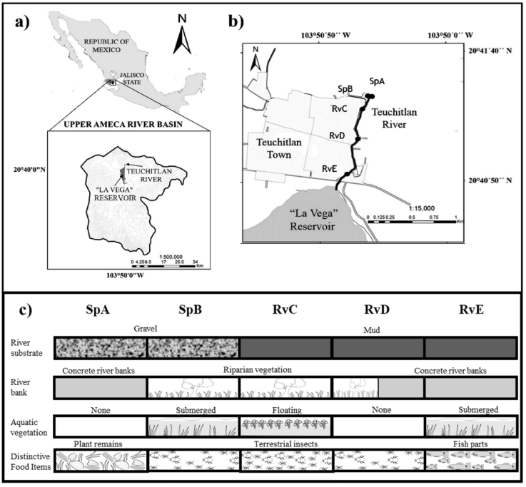 Trophic biology of the twospot livebearer, Pseudoxiphophorus ...