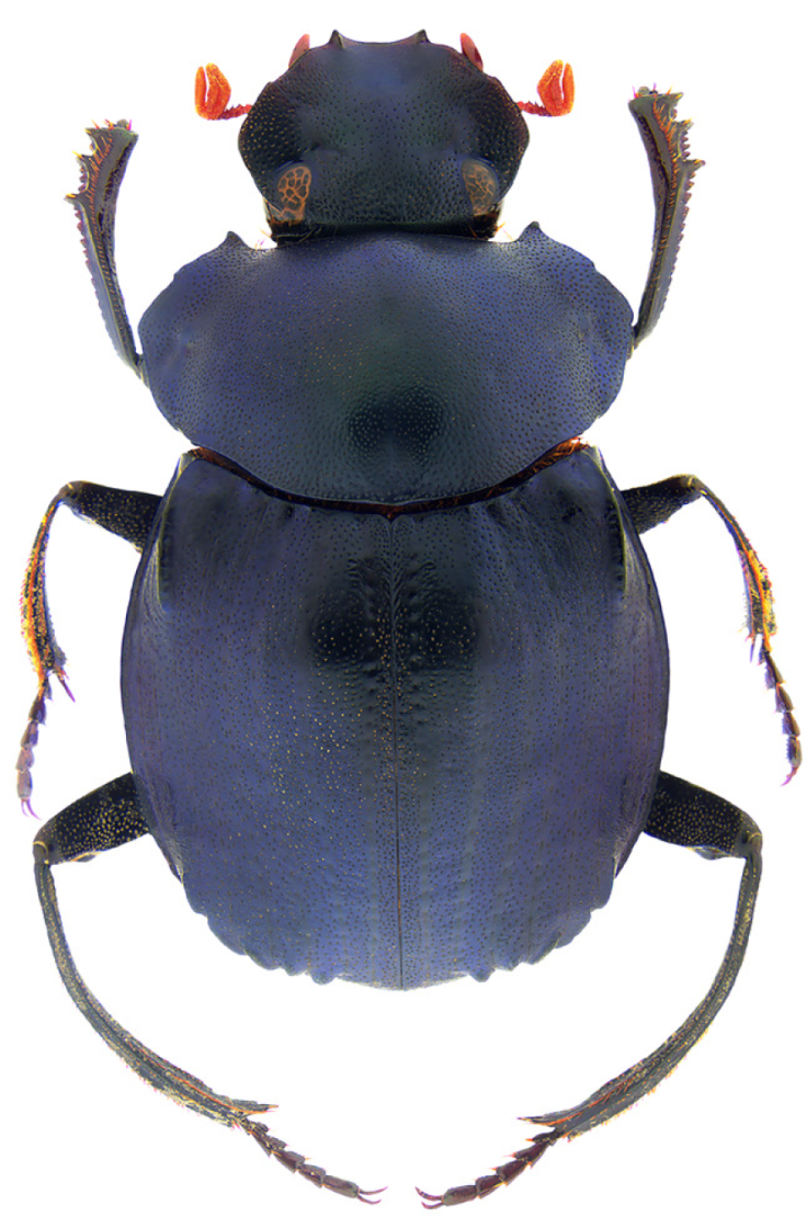 Revalidation and redescription of Deltochilum (Calhyboma) burmeisteri ...