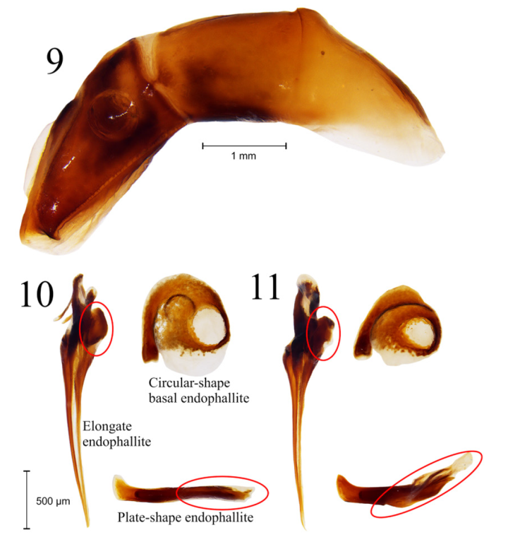 Revalidation and redescription of Deltochilum (Calhyboma) burmeisteri ...
