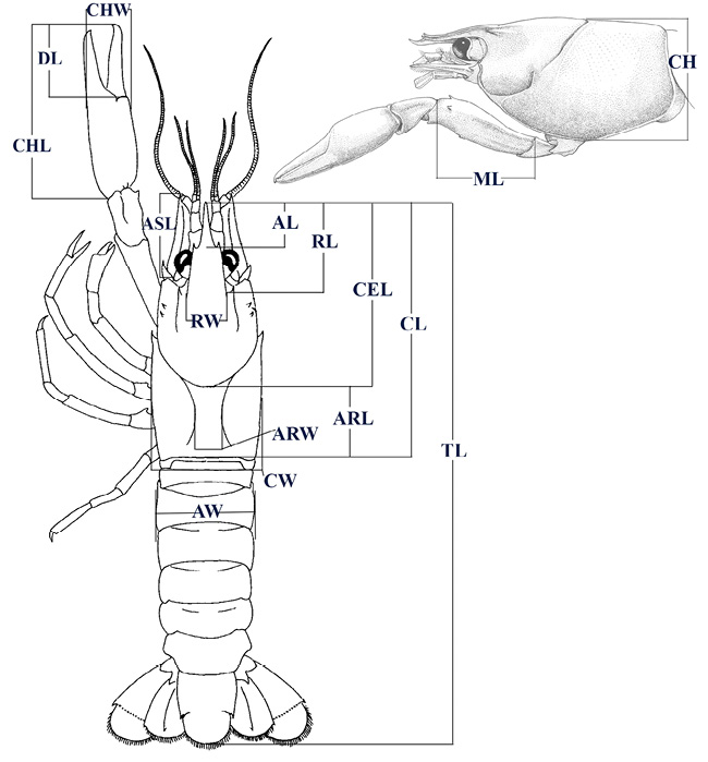 Cephalothorax Crayfish A New Species Of Crayfish Of The Genus