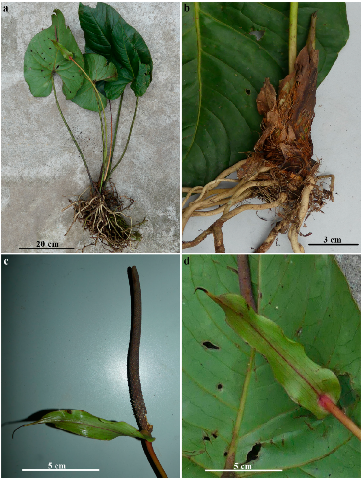 Anthurium perezfarrerae (Araceae: sect. Andiphilum), a new species from ...