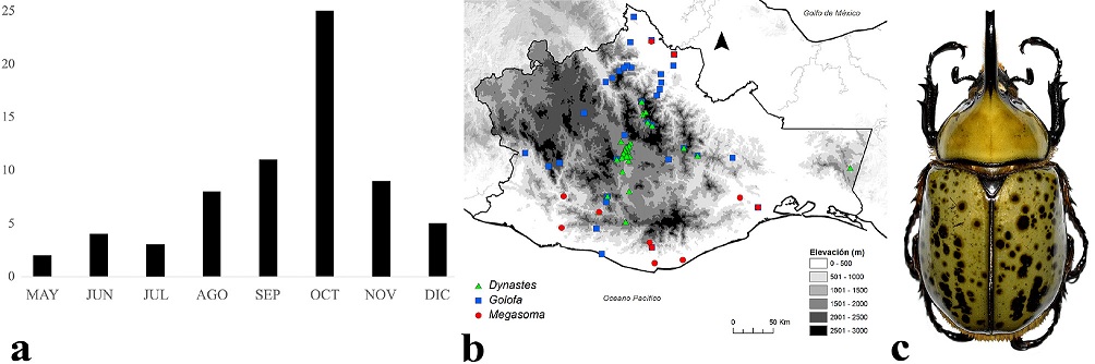 Los escarabajos Dynastinae (Coleoptera: Scarabaeidae) de Oaxaca, México ...