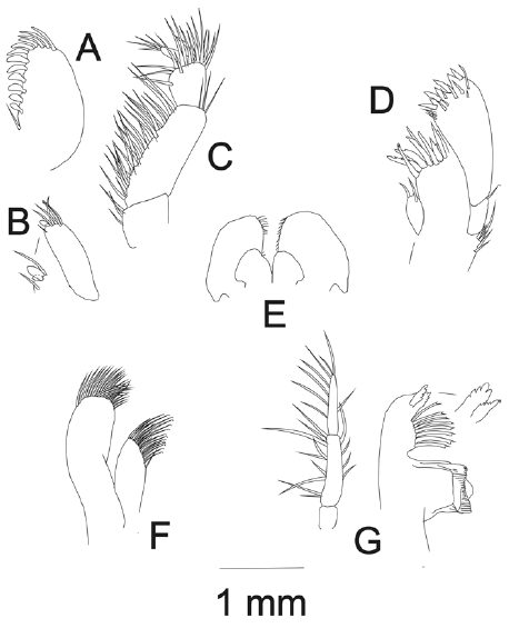 A new species of Ampelisca (Crustacea: Amphipoda: Ampeliscidae) from ...