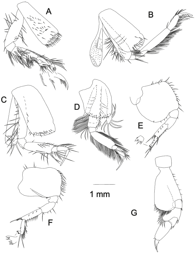 A new species of Ampelisca (Crustacea: Amphipoda: Ampeliscidae) from ...