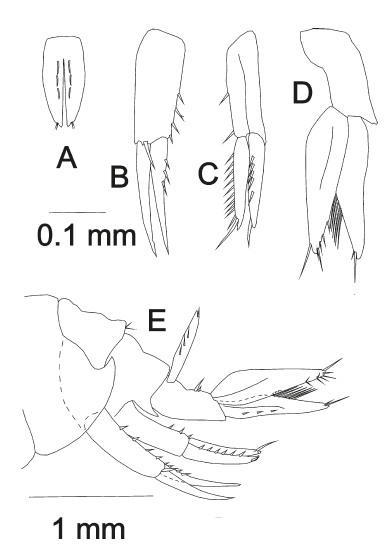 A new species of Ampelisca (Crustacea: Amphipoda: Ampeliscidae) from ...