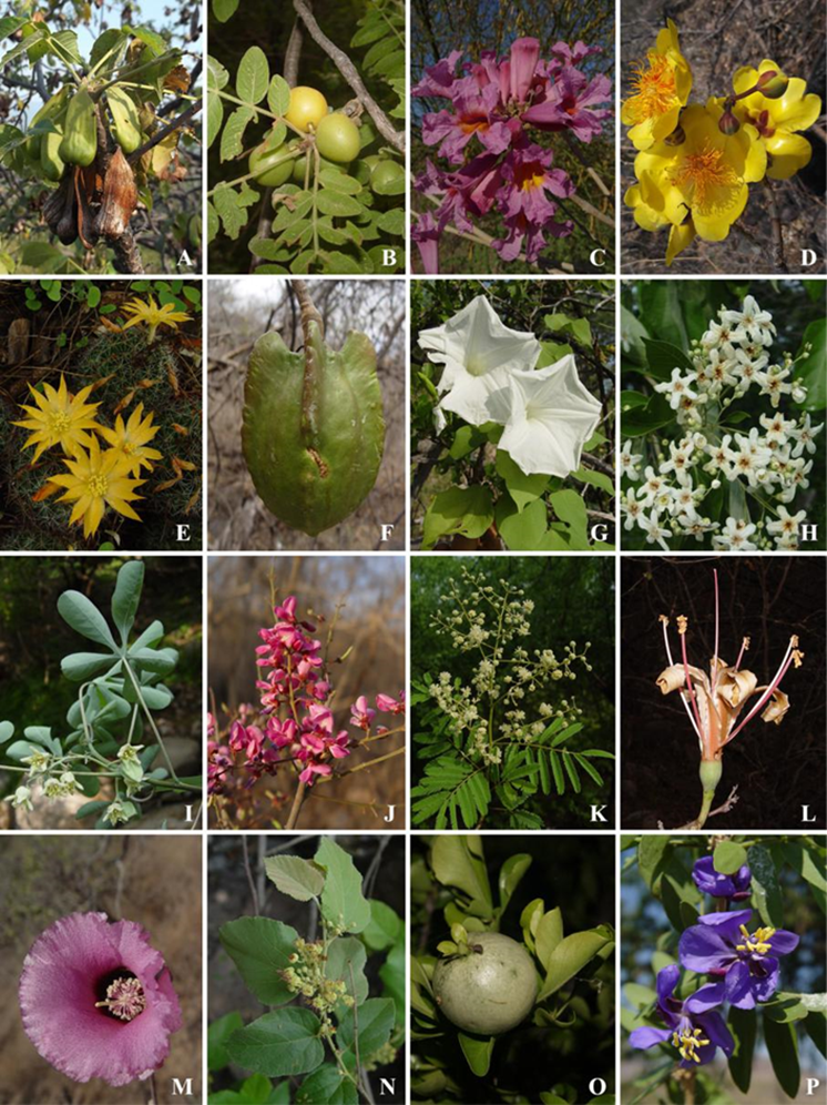 Vegetación y flora vascular del ejido Llano de Ojo de Agua, Depresión ...