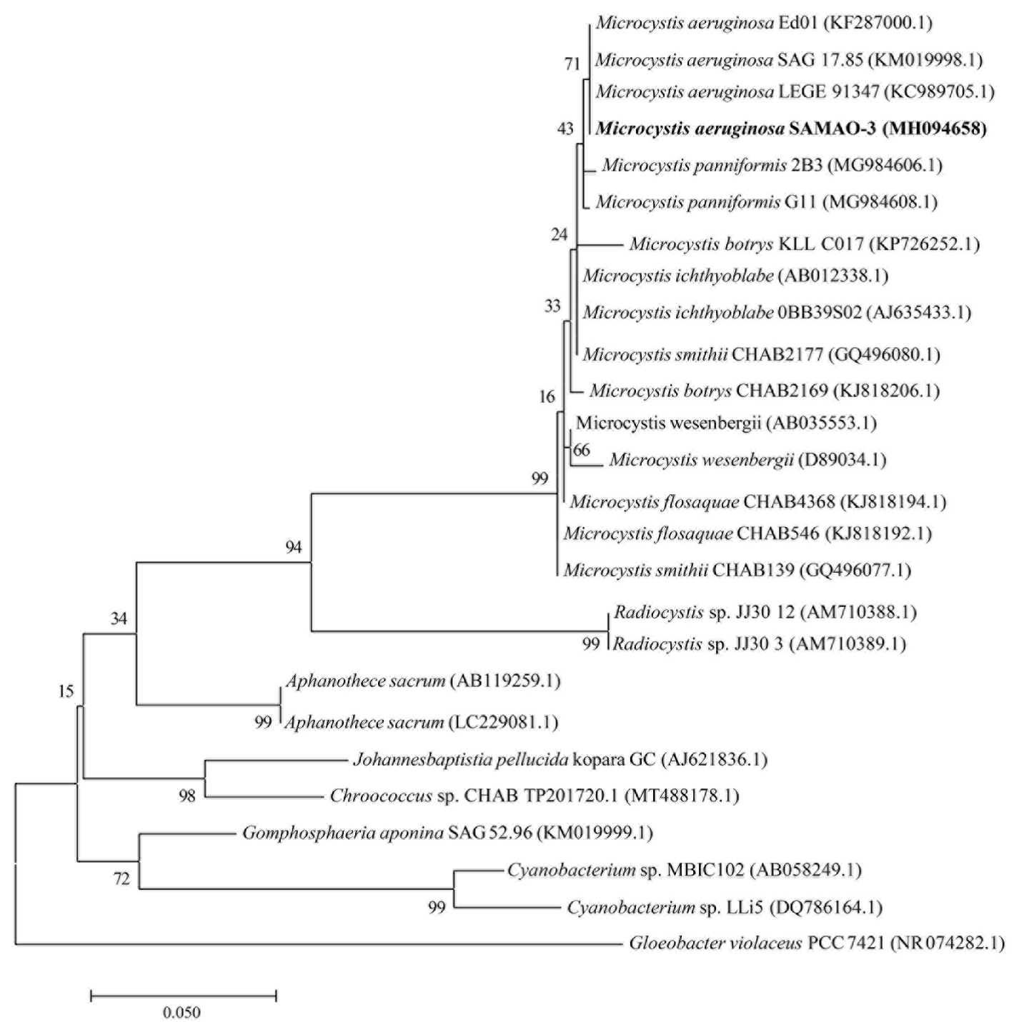 Polyphasic assessment of the bloom-forming cyanobacterial species ...