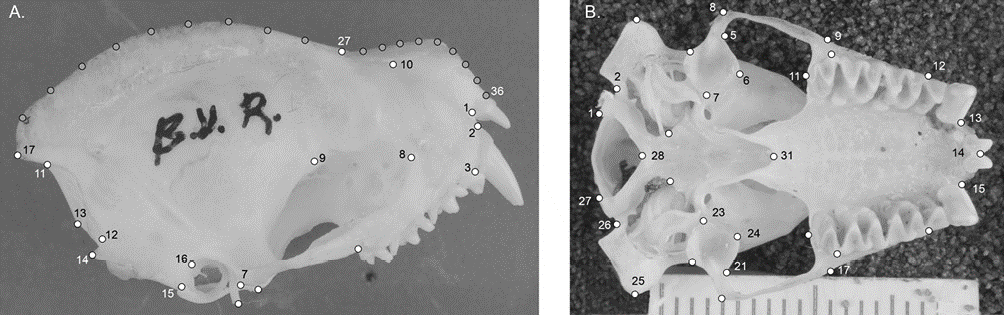 Sexual dimorphism and geographic variation of the skull of the fishing ...