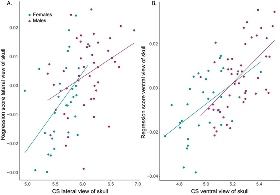 Sexual dimorphism and geographic variation of the skull of the fishing ...