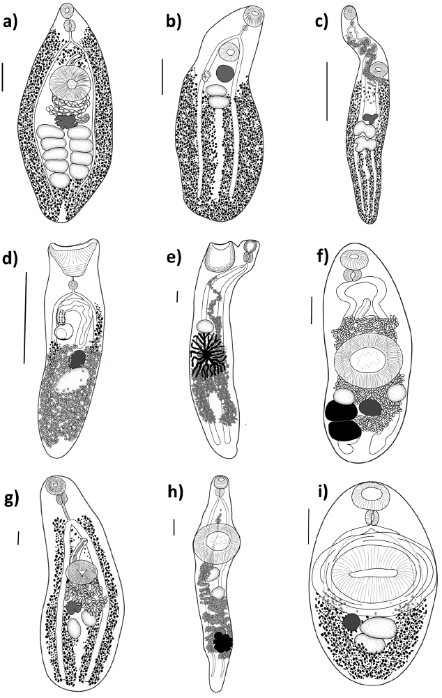 Community structure of intestinal adult trematodes (Platyhelminthes) in ...