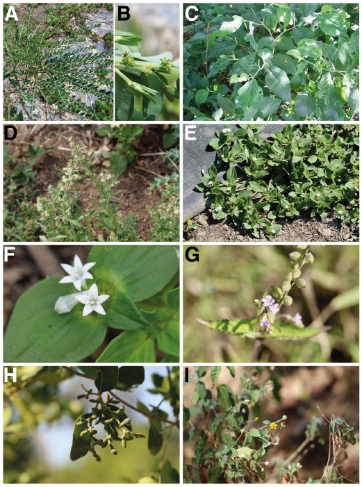 Weeds of commercial crops in Colima, Mexico