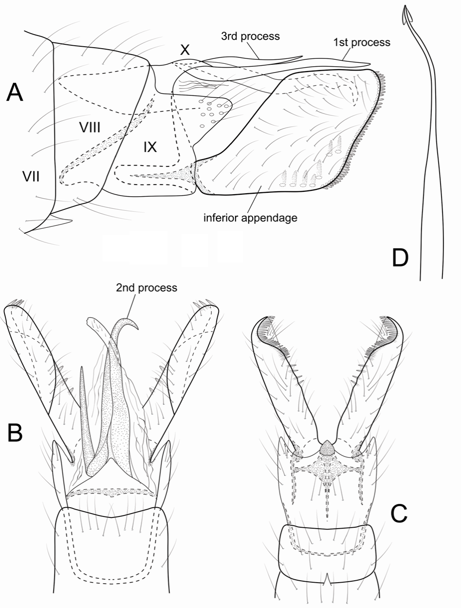 The Trichoptera of Panama. XV. Six new species and four new country ...