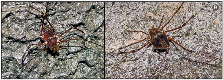 Fine-tuning the diversity in four families of Gonyleptoidea (Arachnida ...