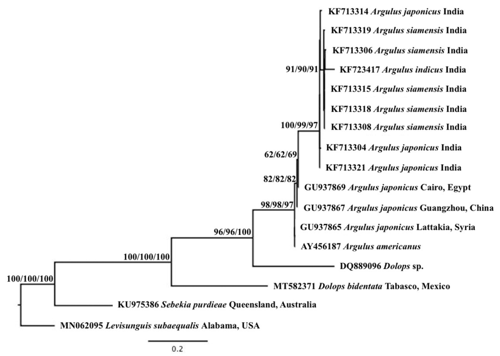 Phylogenetic position of Dolops bidentata (Ichthyostraca: Argulidae ...