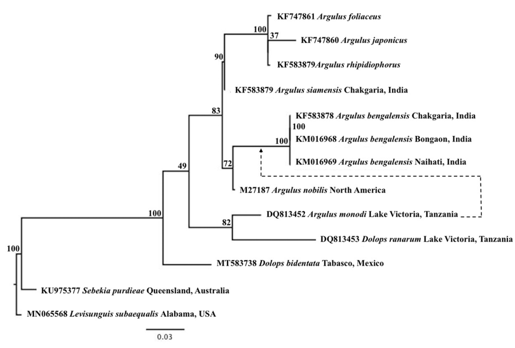 Phylogenetic position of Dolops bidentata (Ichthyostraca: Argulidae ...