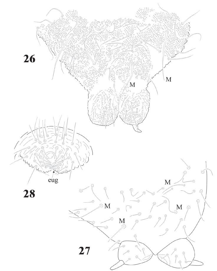 Revision of some springtail taxa of the subfamily Pseudachorutinae ...