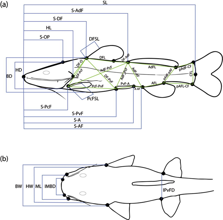 Genetic and morphological evidence cast doubt on the validity of ...