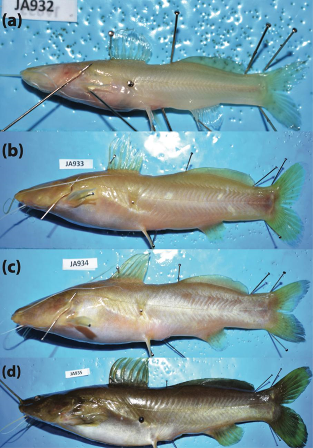 Genetic and morphological evidence cast doubt on the validity of ...