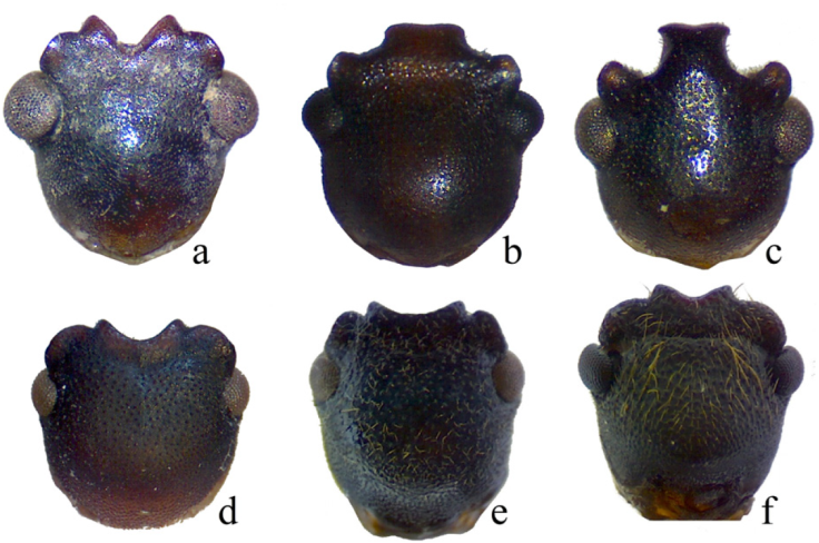 Género nuevo y especie nueva de Physogasterini (Coleoptera ...